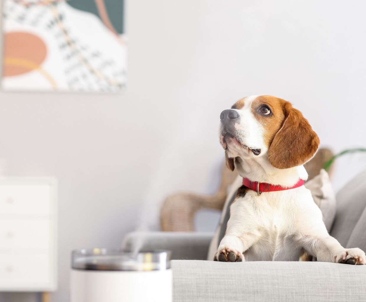 Are Humidifiers Safe For Dogs and Other Pets?